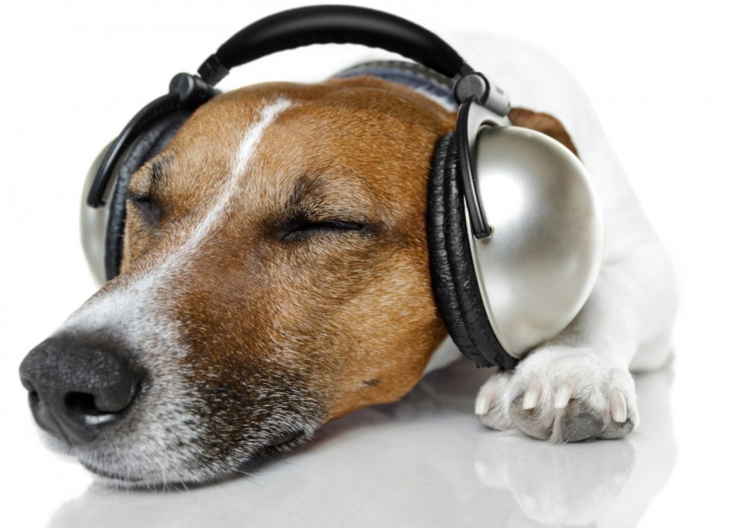Music helps dogs chill out, especially if it’s reggae or soft rock ...
