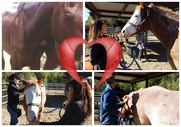 Horses, Healing & Humans